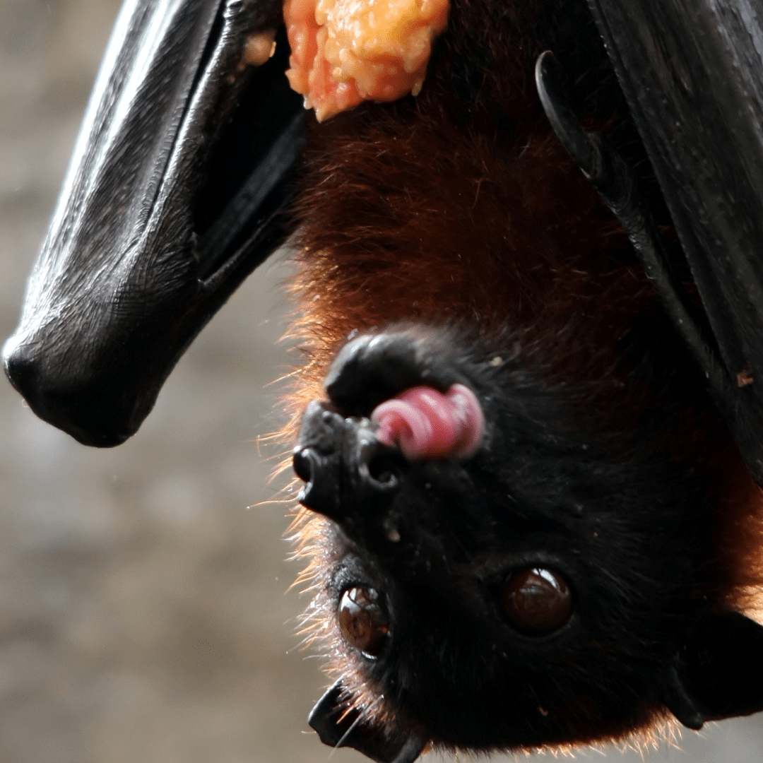 Finding a Meal Bat Style - Sierra Club Canada | Sierra Club Canada